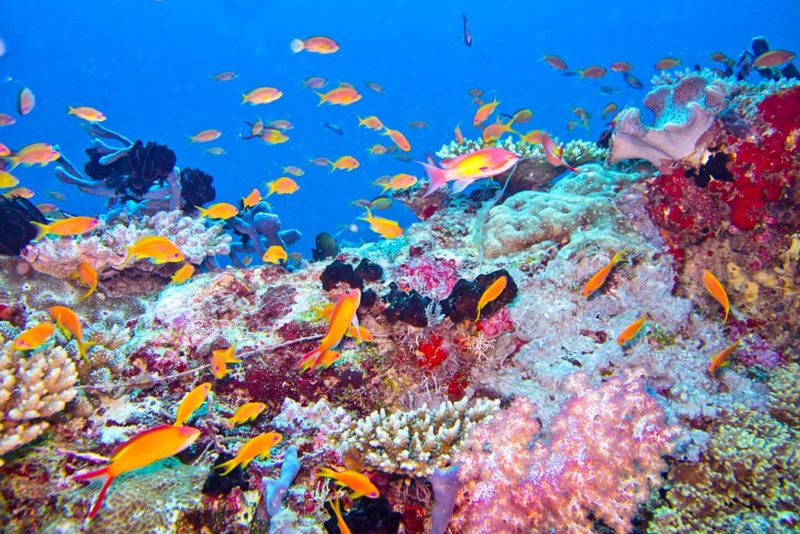 Underwater by Elaine – The Foundation for Photo/Art in Hospitals