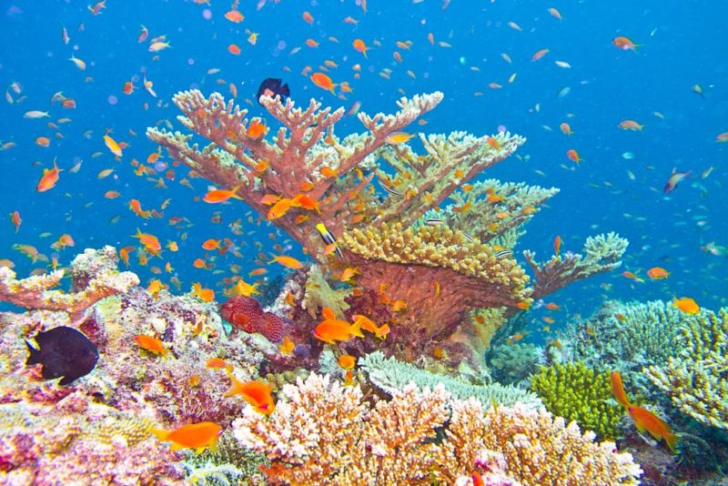 Underwater by Elaine – The Foundation for Photo/Art in Hospitals