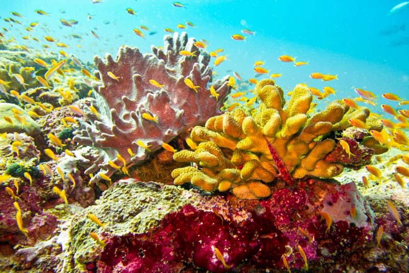 Underwater by Elaine – The Foundation for Photo/Art in Hospitals