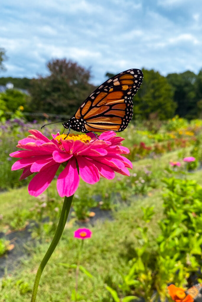Healing Hospital Art – The Foundation for Photo/Art in Hospitals
