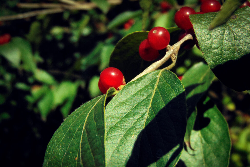 Inspiring Photography from The Foundation for Photo Art in Hospitals Blog